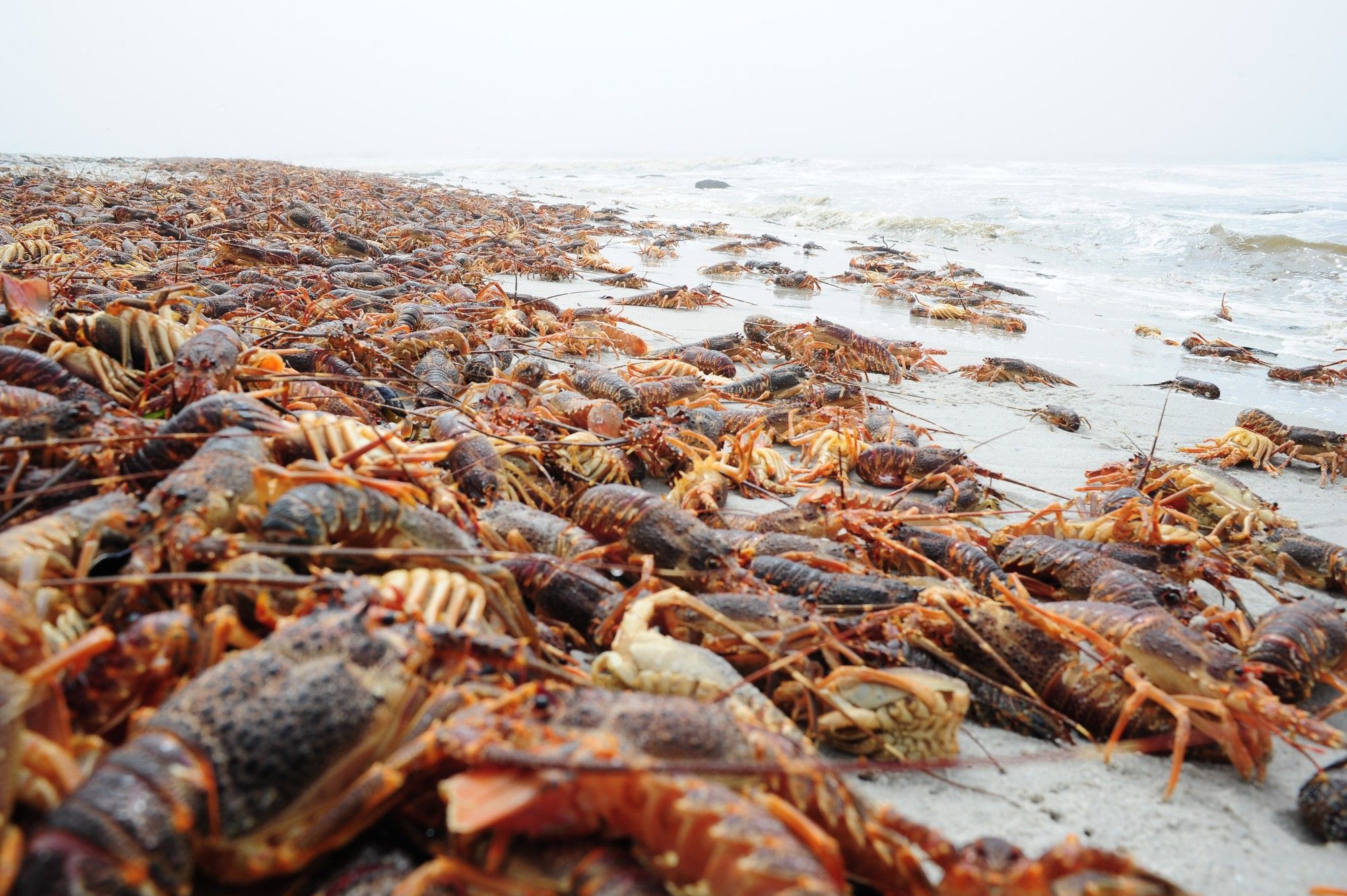 South Africa' s West Coast Rock Lobster TAC increased by 58.4% for 2025 ...