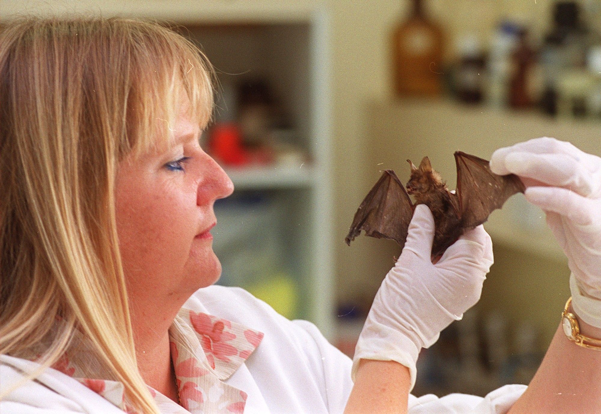 International Bat Appreciation Day: The role of bats in our Ecosystem