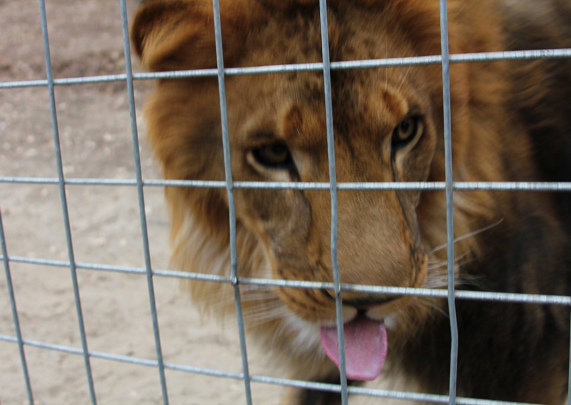 Inspection at Free State farm reveals lions living in ’appalling ...