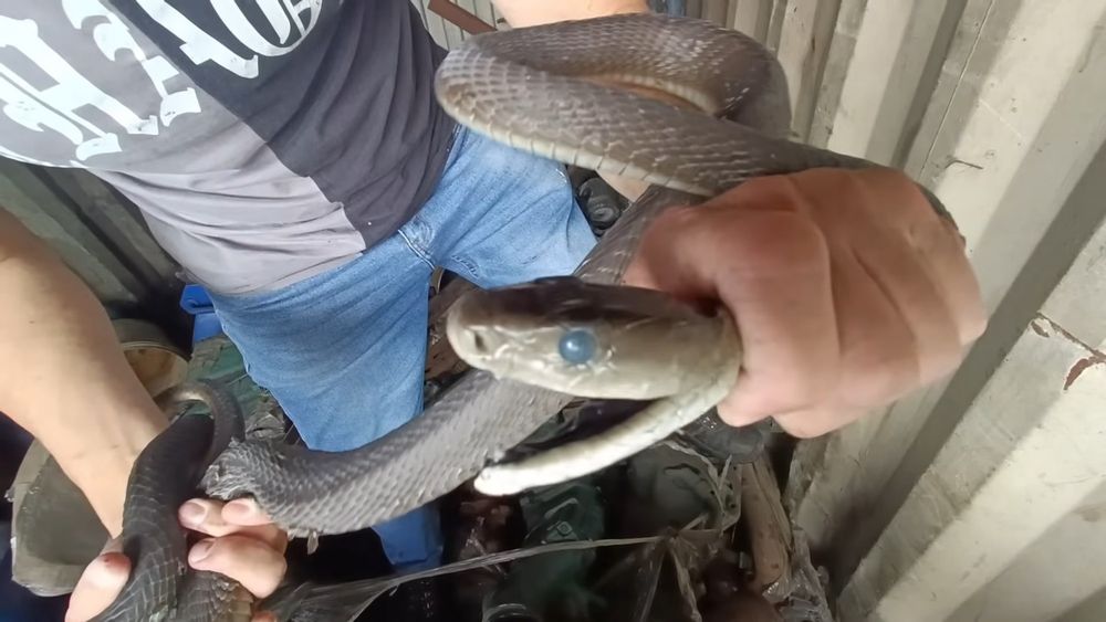 WATCH: Snake handler searches for black mamba that killed two dogs in ...