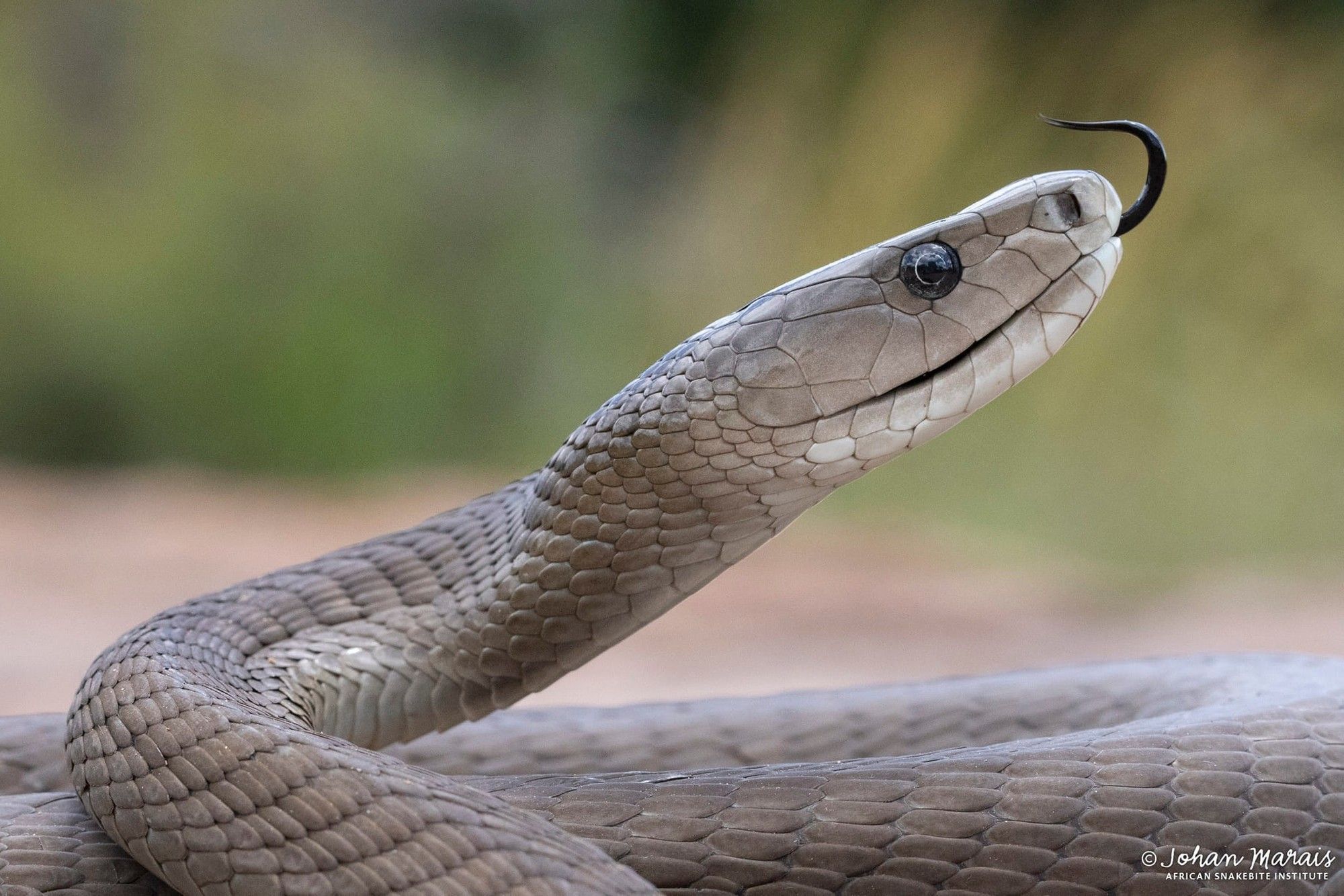 Small black snakes of southern Africa you should know and no, the black ...