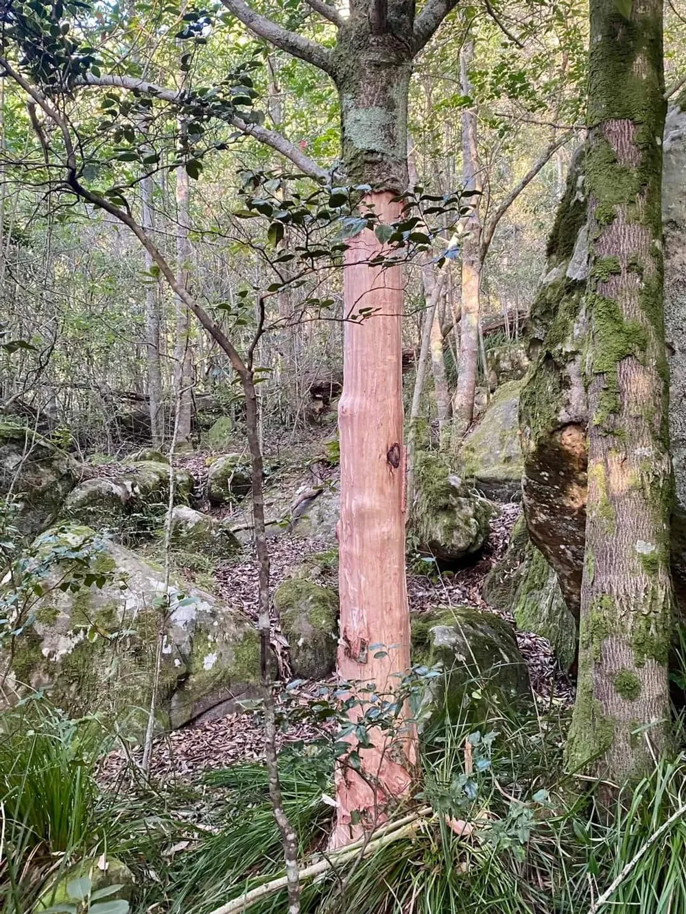 Call for SANParks to take action against bark-stripping and poaching on ...