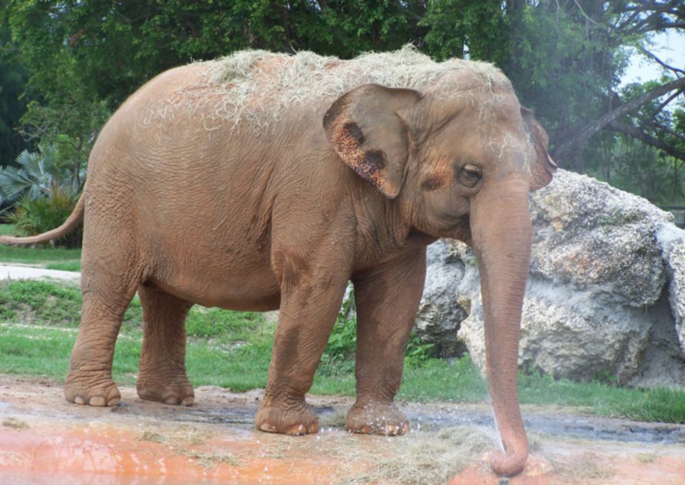 One dead as elephants run amok