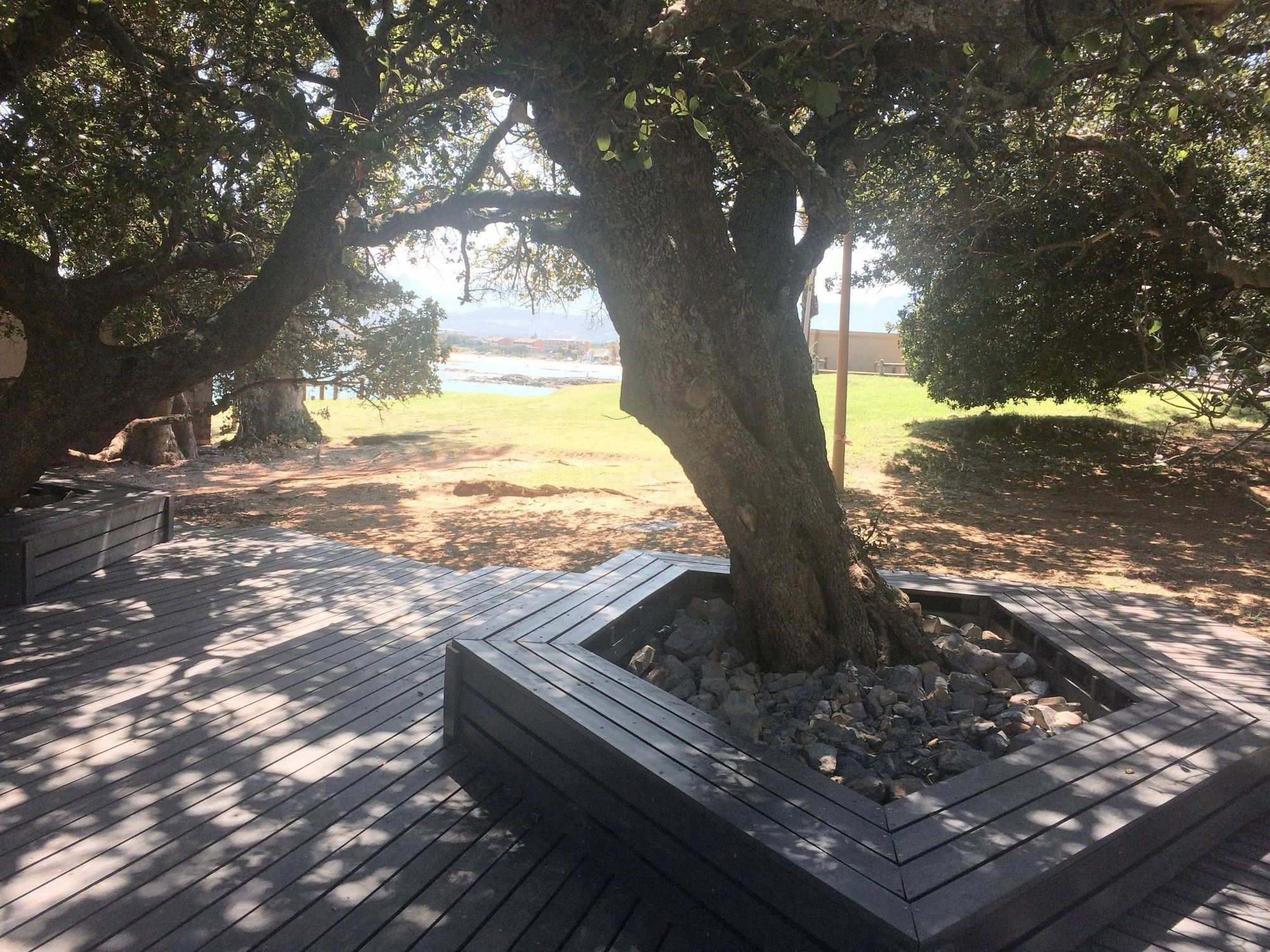 Milkwood trees receive added protection