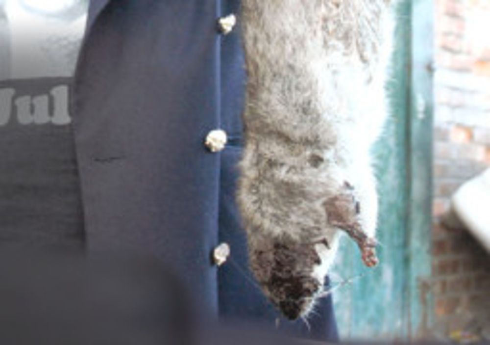 Oh rats! Joburg overrun with pesky rodents