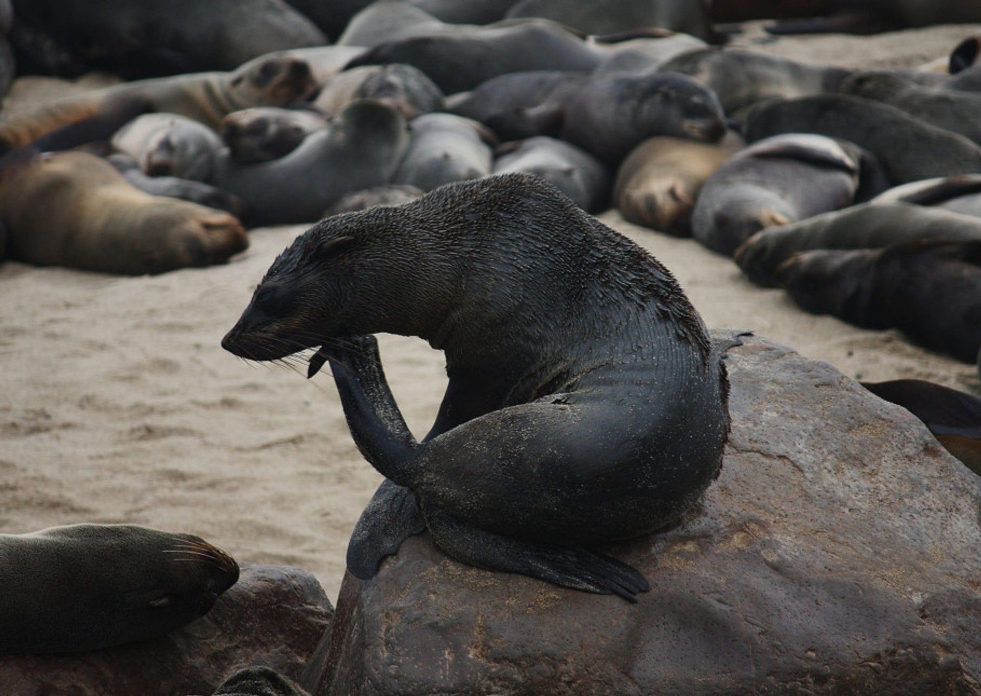 Rabies in Cape fur seals continues to rise