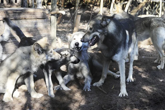 Ostrich farm running scared over ‘wolves’