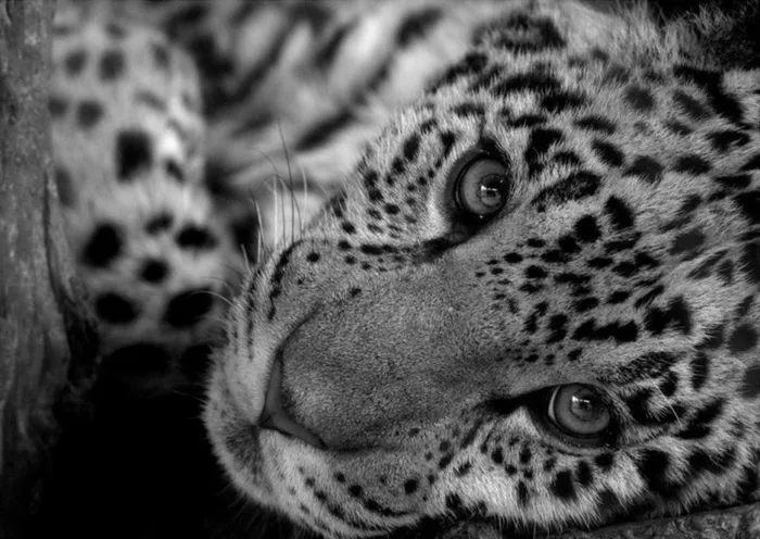 Leopard kills toddler in Nepal