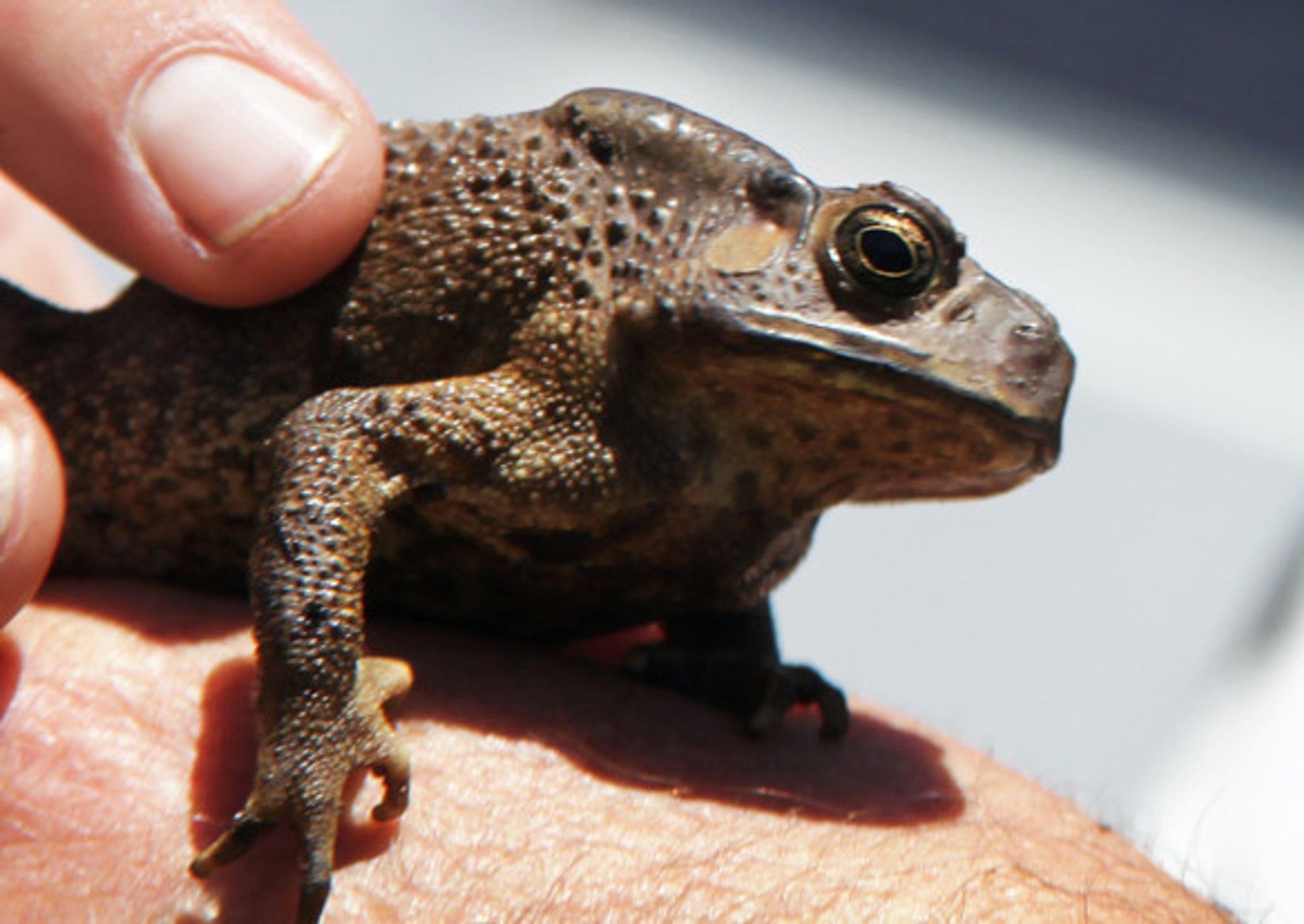 Second chance, new digs for Jack the toad