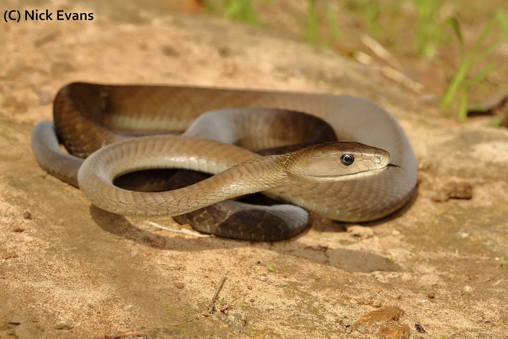 The ‘fearsome’ black mamba does not want to bite you