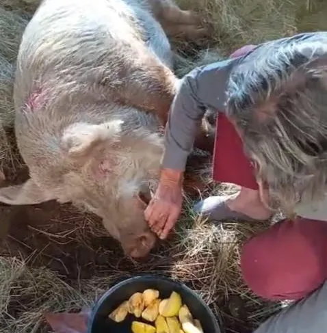 Nunu the pig: rescue organisation to meet police over shooting incident