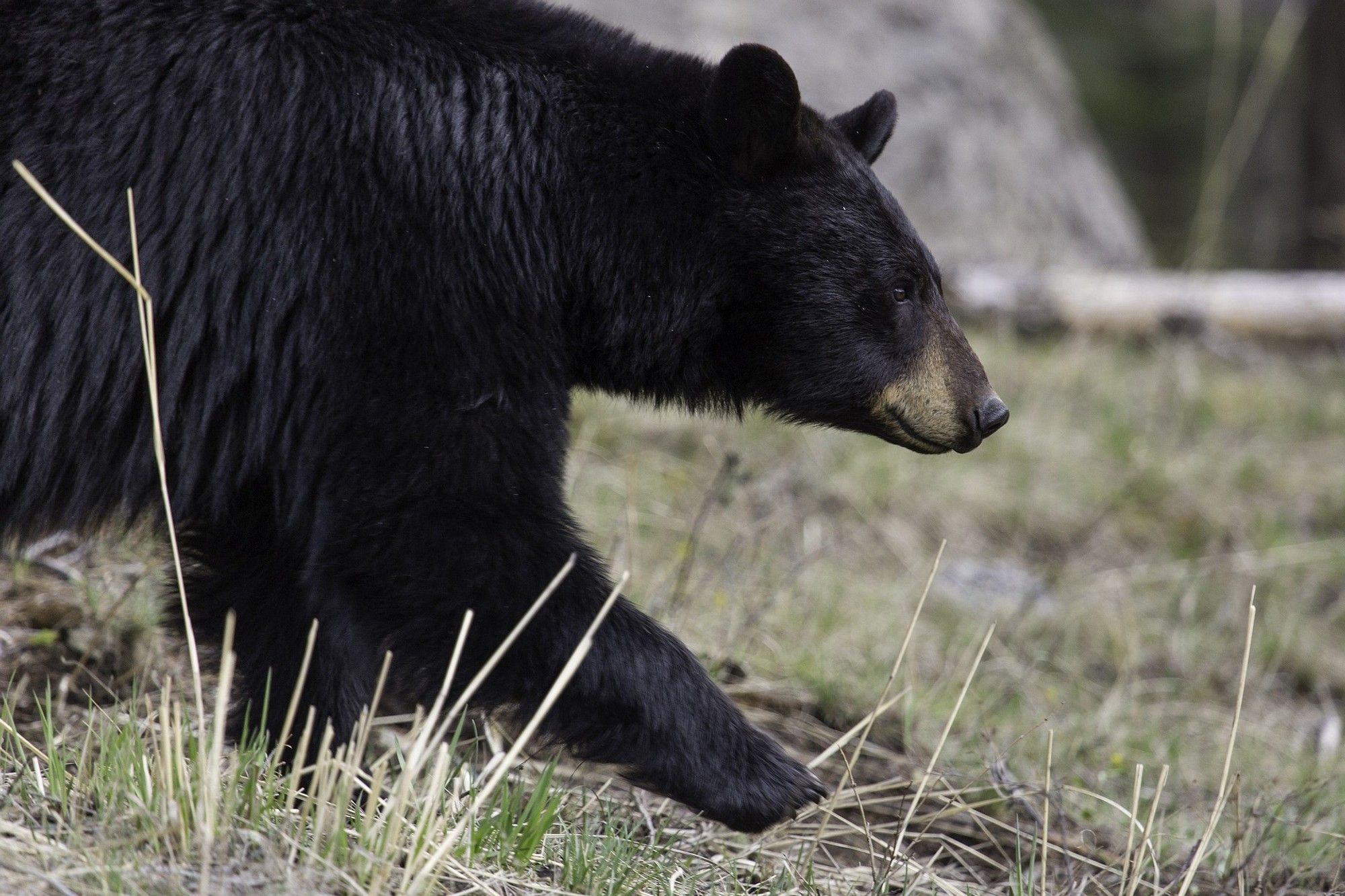 Bear breaks into house for loaf of bread