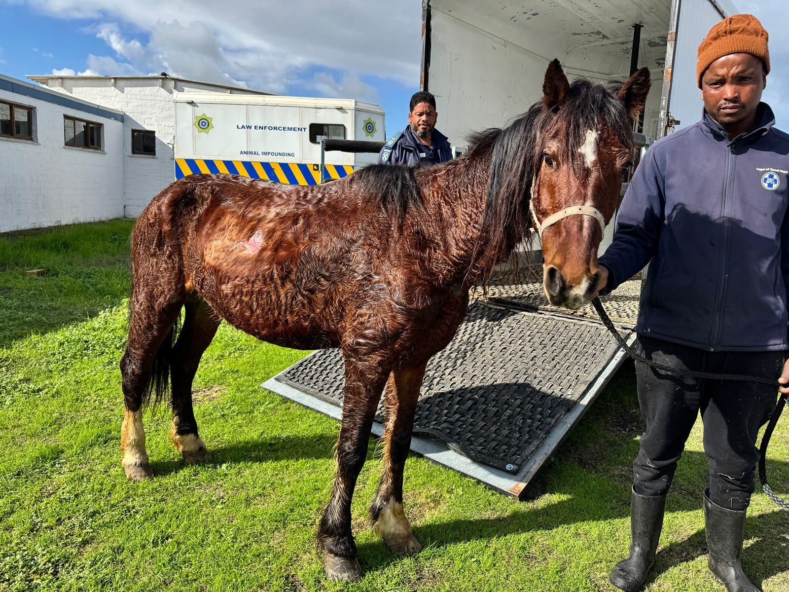 Dramatic chase leads to rescue of injured pony in Mitchells Plain
