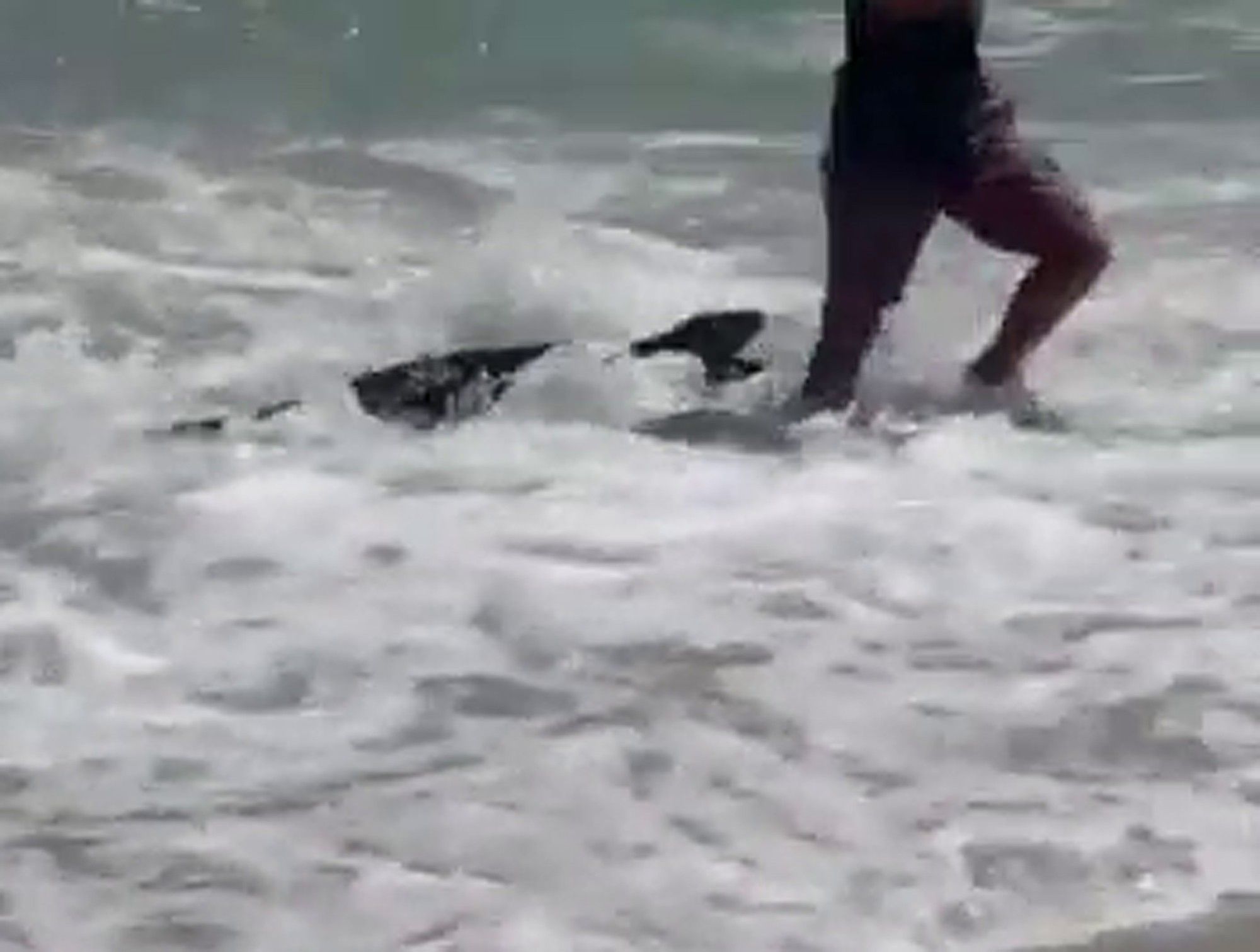 Similar incidents elsewhere involving aggressive seals, NSRI says after ...