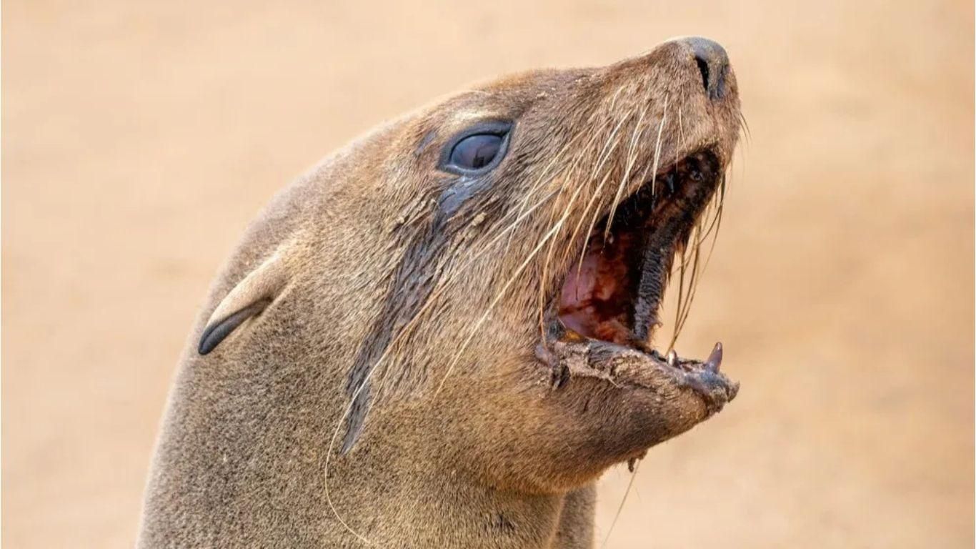 Unprecedented rabies outbreak threatens Cape fur seal population and ...