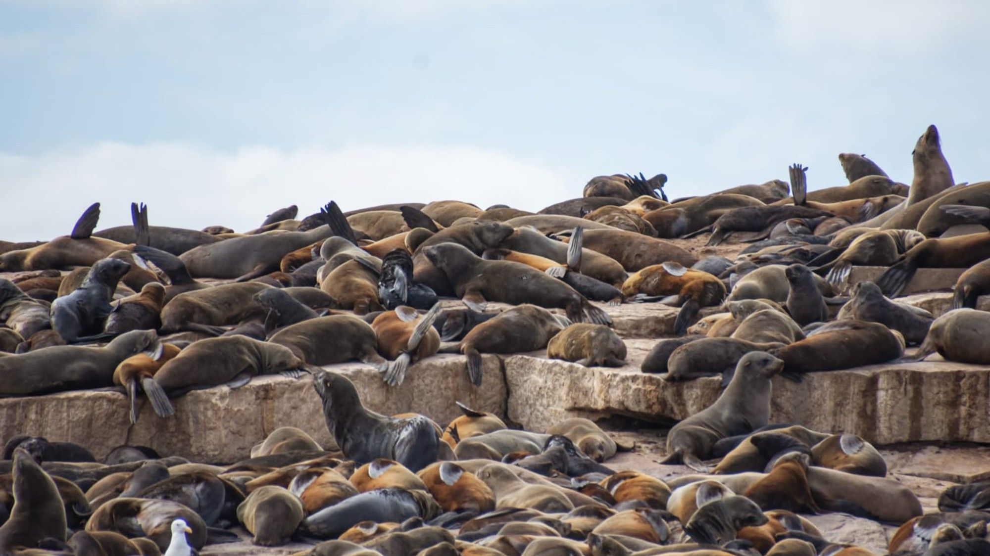 ‘Seals need our help’: Urgent efforts to protect Cape fur seals from ...