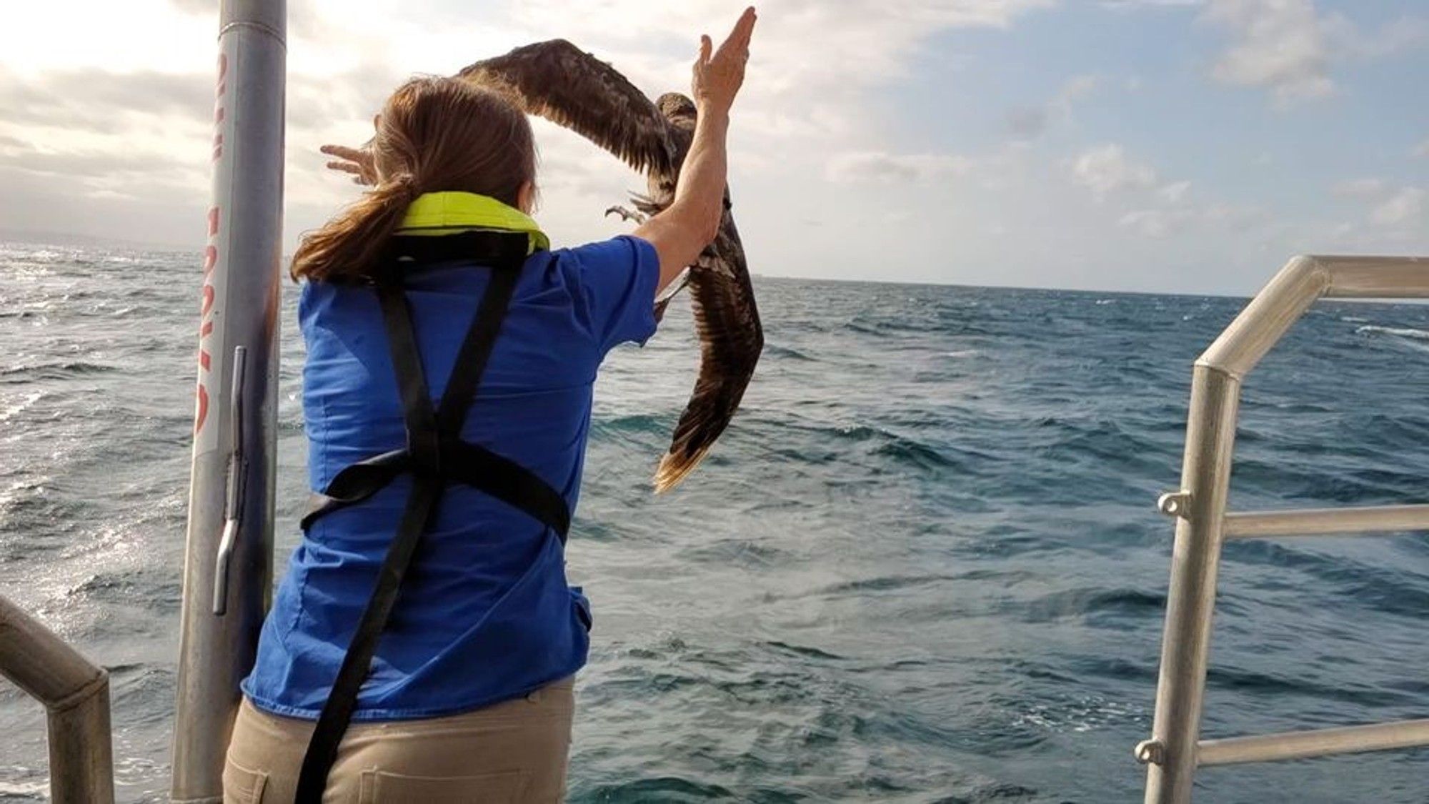 Southern giant petrel released to natural habitat