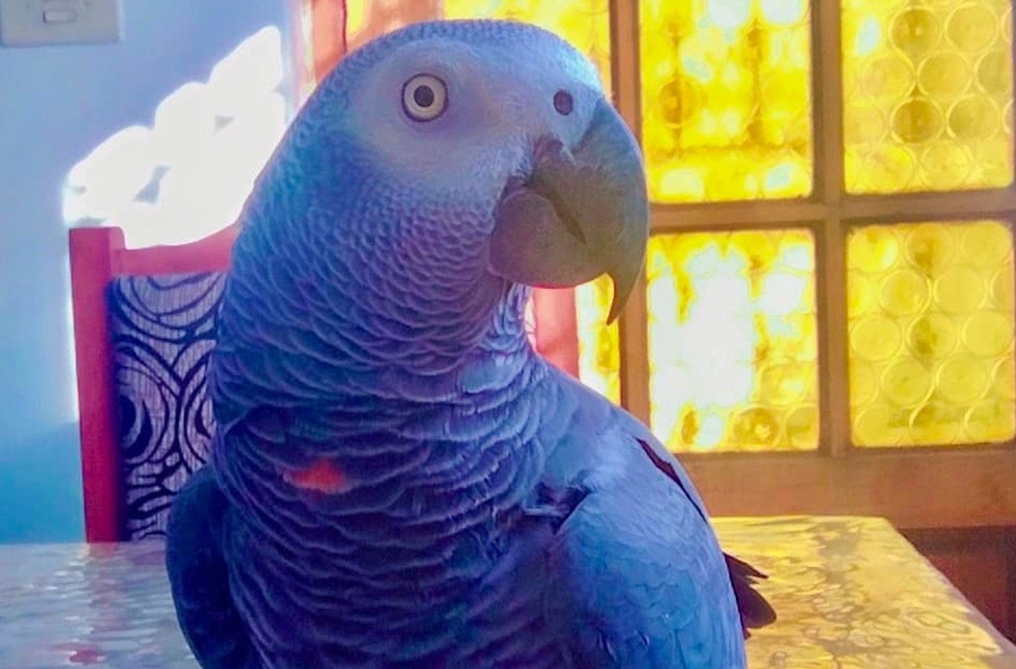 Chatsworth woman's heartbreaking search for missing African Grey Parrot