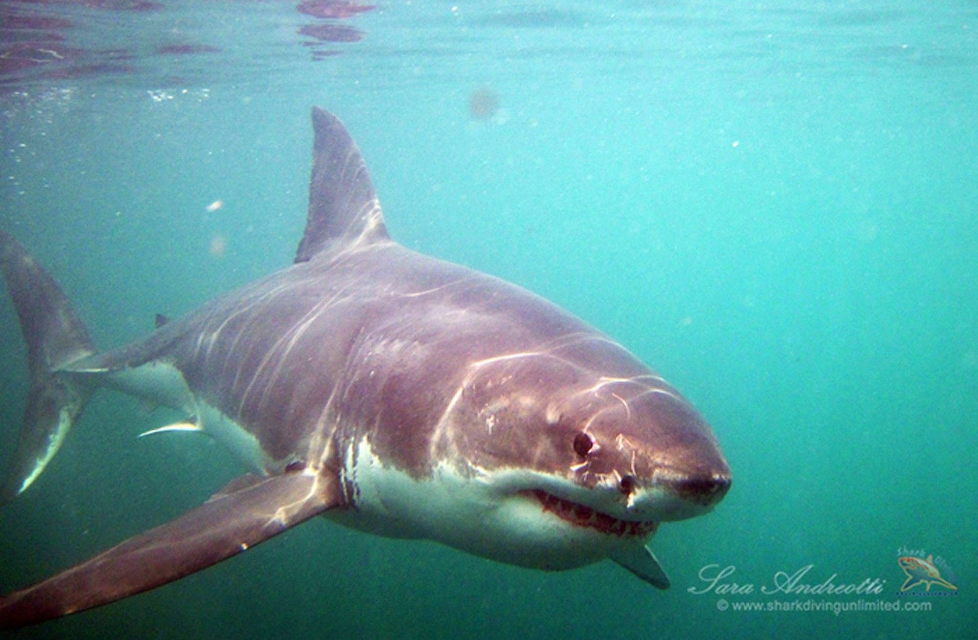 Urgent call for white shark protection as sightings plummet off Western ...