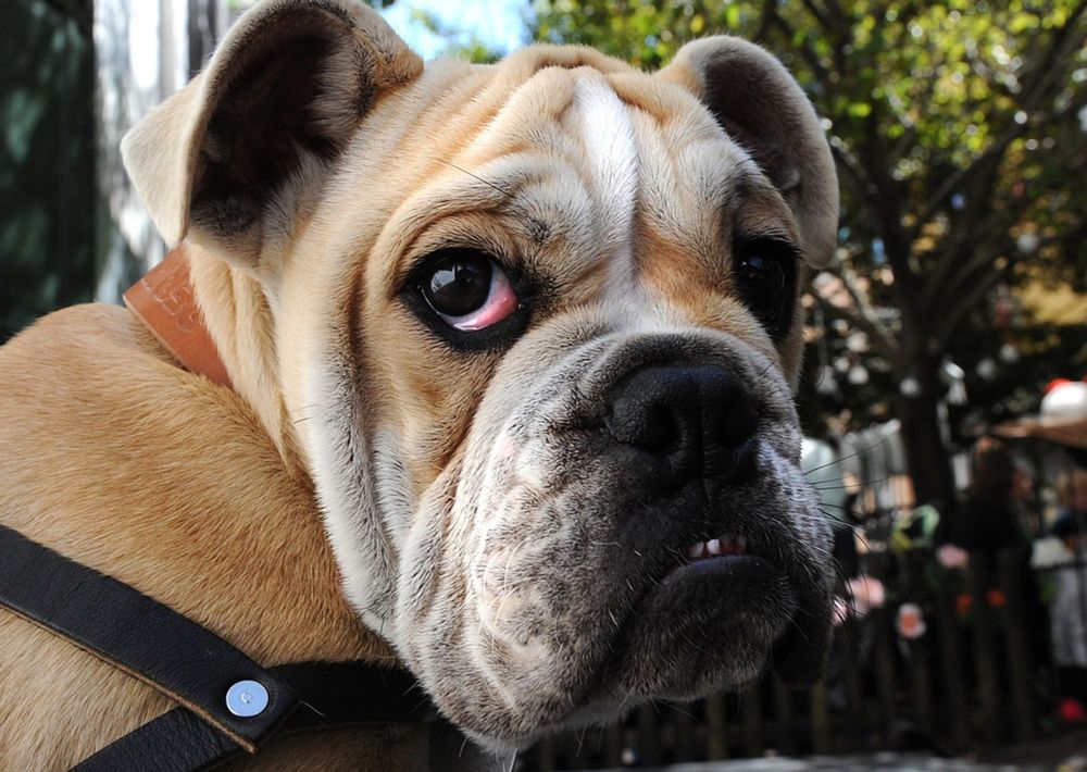 Bulldog Charlie's escape leads to court battle over dog attack claims