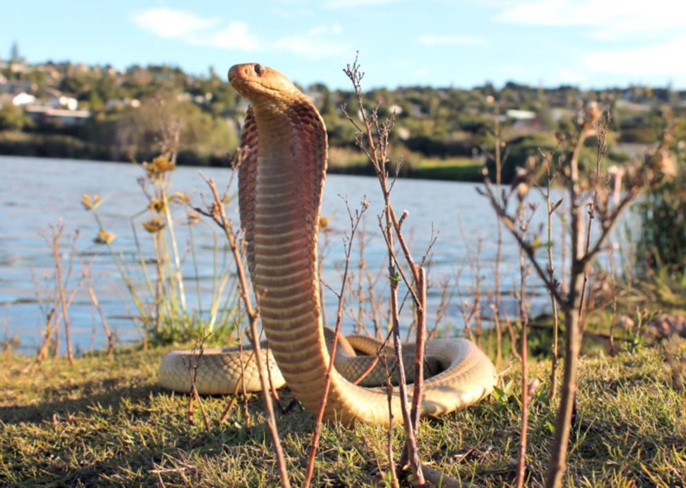 WATCH: 'Josh, f**king drive’ - guy’s response to seeing Cape cobra and ...