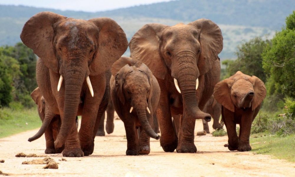 How technology is helping save SA’s elephants