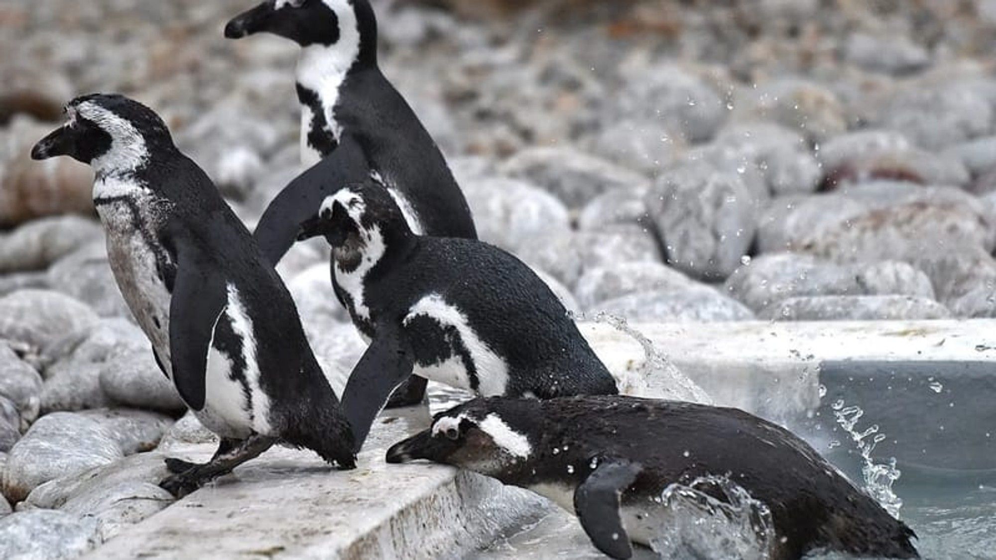 New research proves no-take zones are helping to protect African Penguins