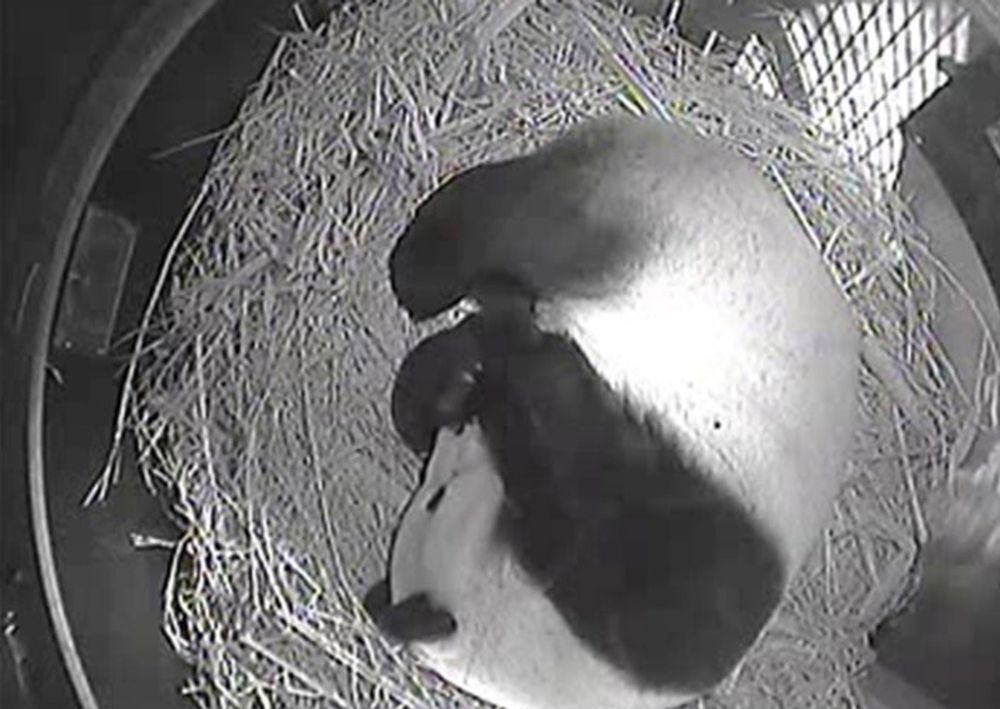 Giant panda delivers sixth cub