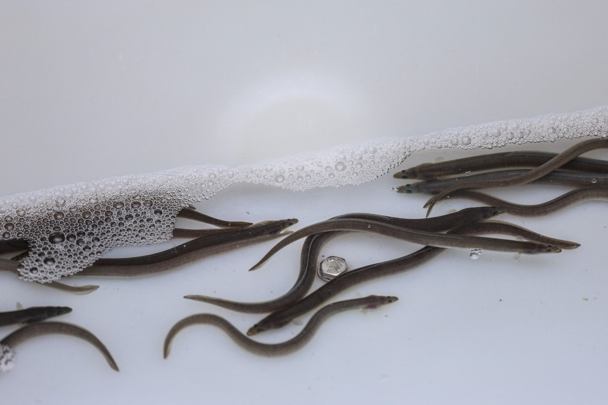 ‘Astonishing’: Eaten eels recorded escaping from fish guts