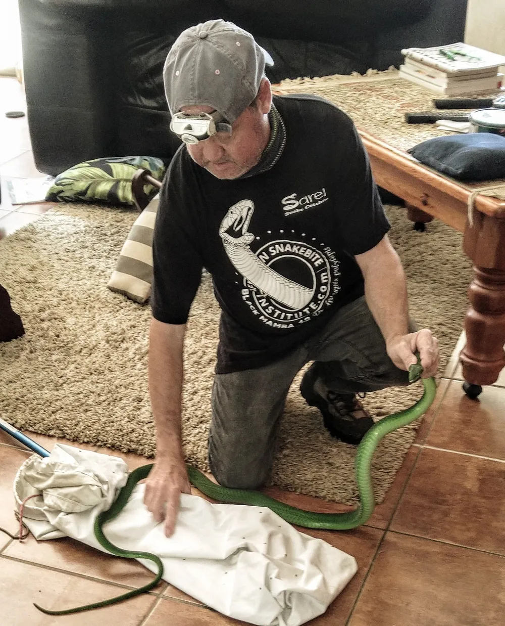 Green mamba flees from dog, and black mamba plays hide-and-seek in a ...