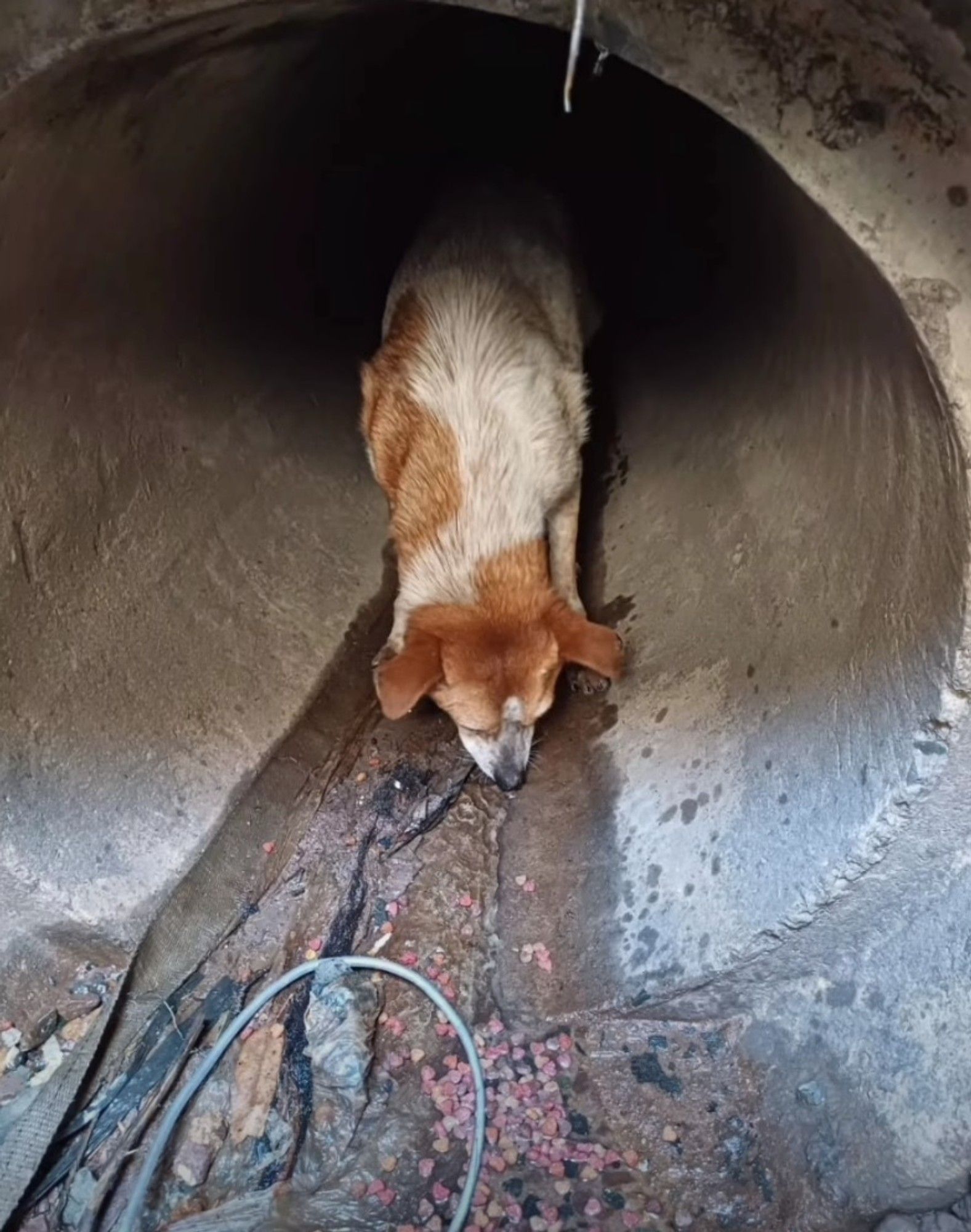 WATCH: Kloof and Highway SPCA rescues dog trapped in a drain for a week