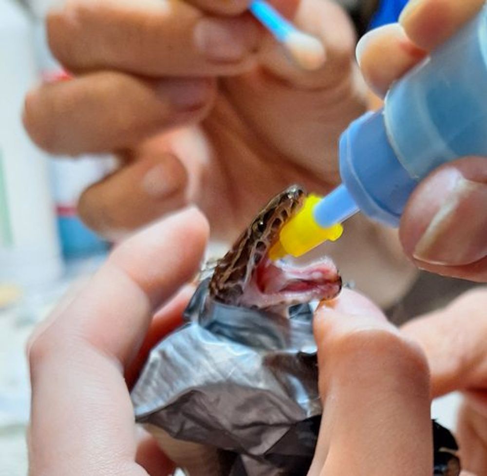 Snake wrapped in duct tape rescued and recovering at uShaka Sea World