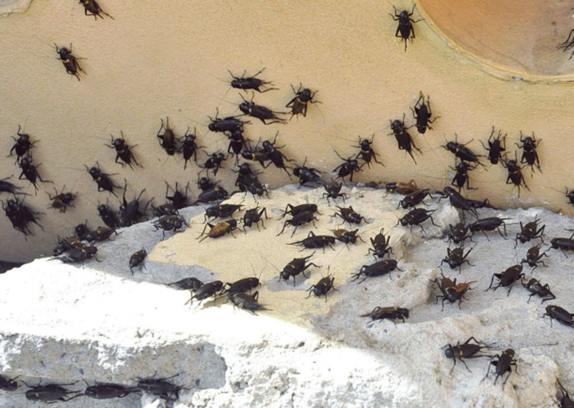 Invasion of the crickets