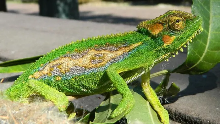 Exotic animals seized in backpack of Russian arriving from South Africa