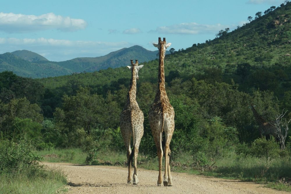 Gretchen Mogensen chooses jail over revealing baby giraffes' whereabouts