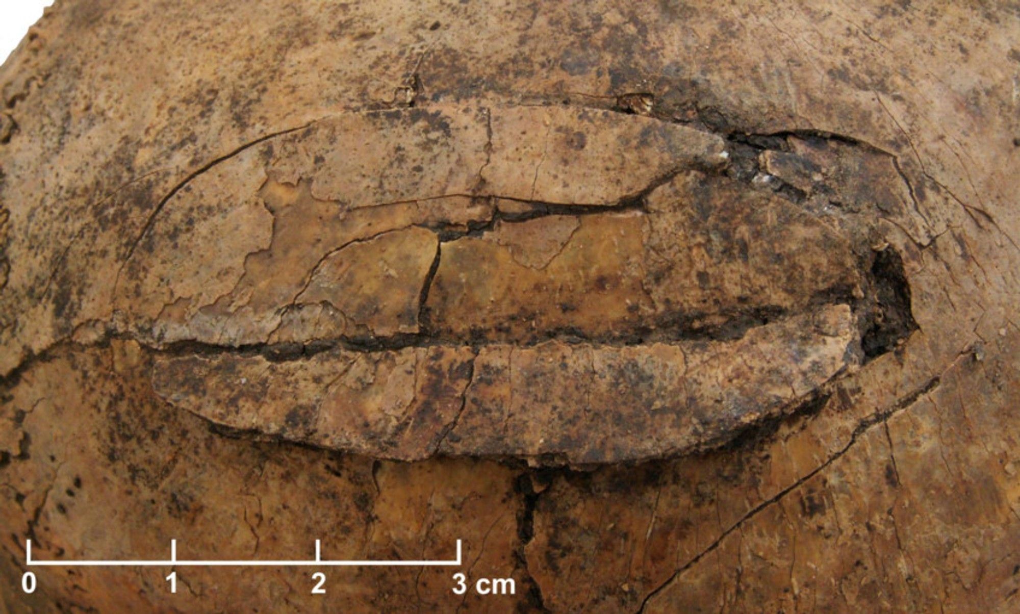 Neolithic Man ‘had taste for violence’