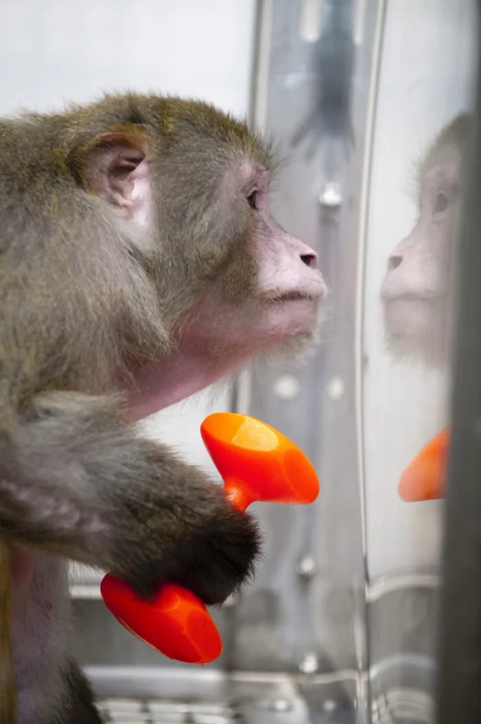 Primate testing set to go on