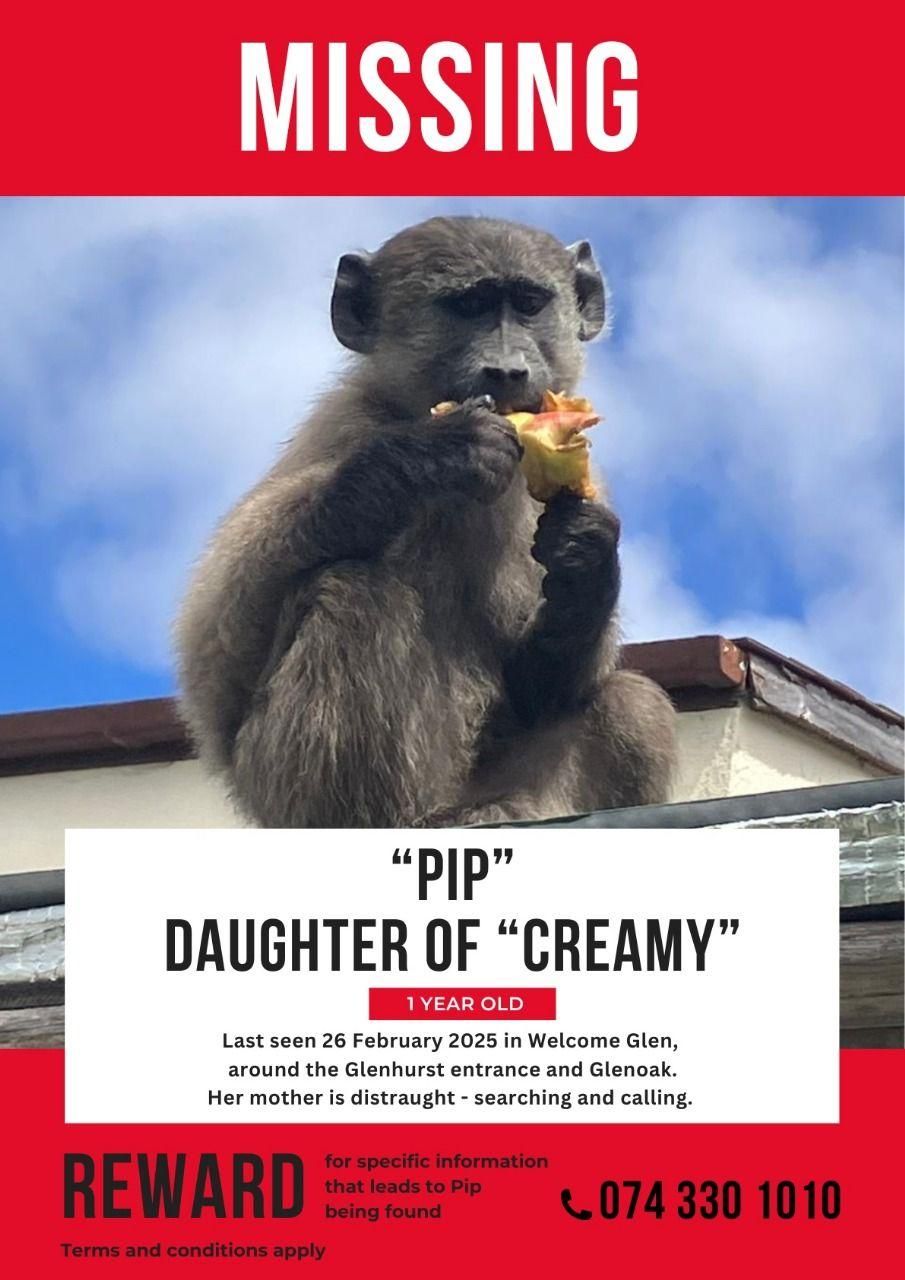 Help Find Pip: Reward offered for information on missing baboon
