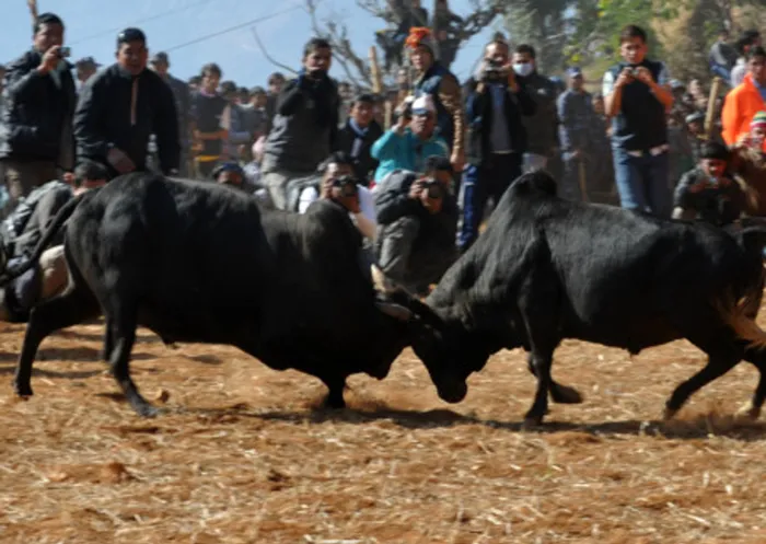 Bullfighting Nepal-style