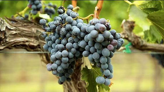 Pinotage: The grape that nearly didn’t survive has become South Africa ...