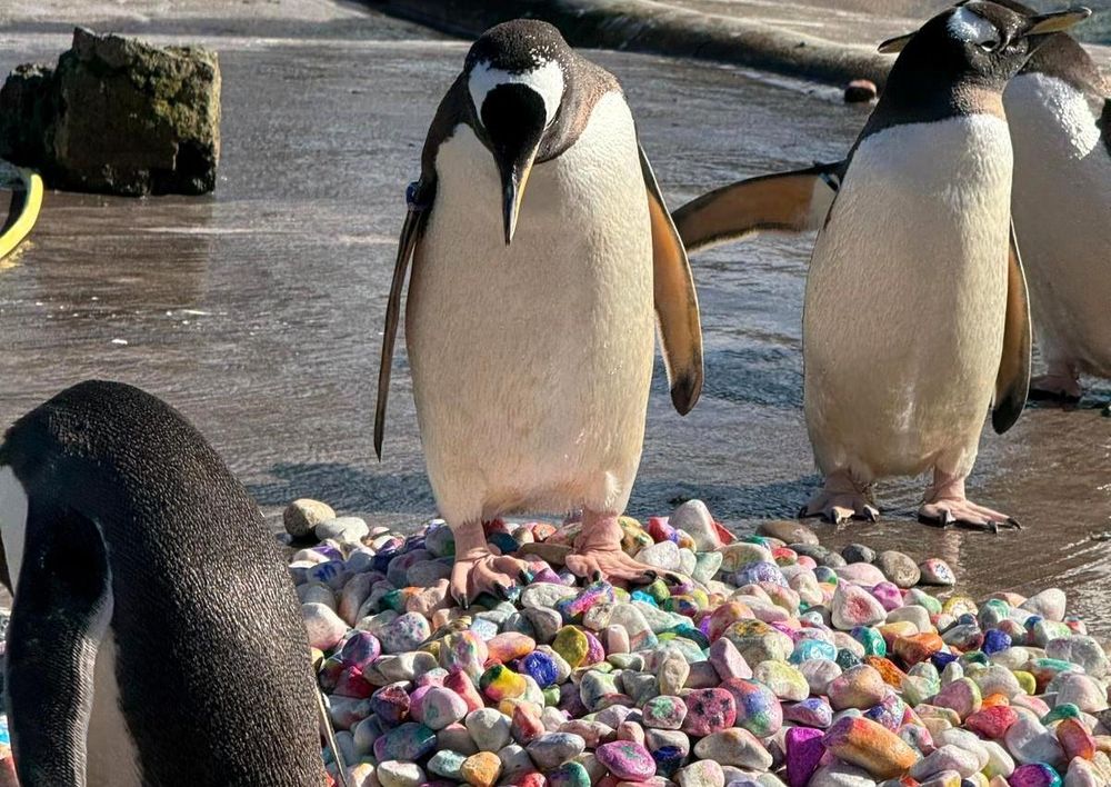 Children's Hospital patients paint pebbles for penguins at Edinburgh Zoo