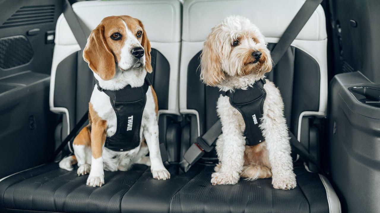 New crash-tested dog harness highlights the need to keep our animals ...