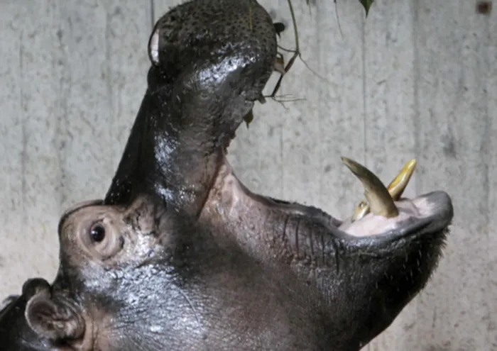 North West man killed by hippo