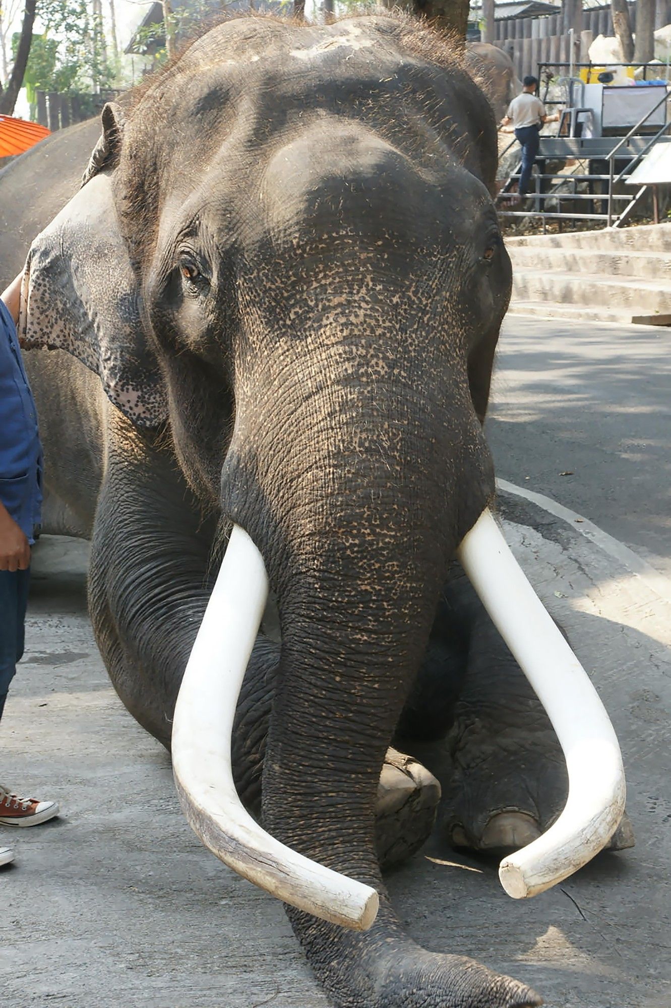 Celebrity elephant crushes owner to death in Thailand