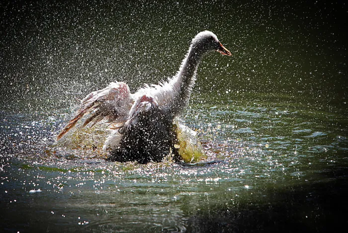 Threat to Hout Bay wild bird sanctuary