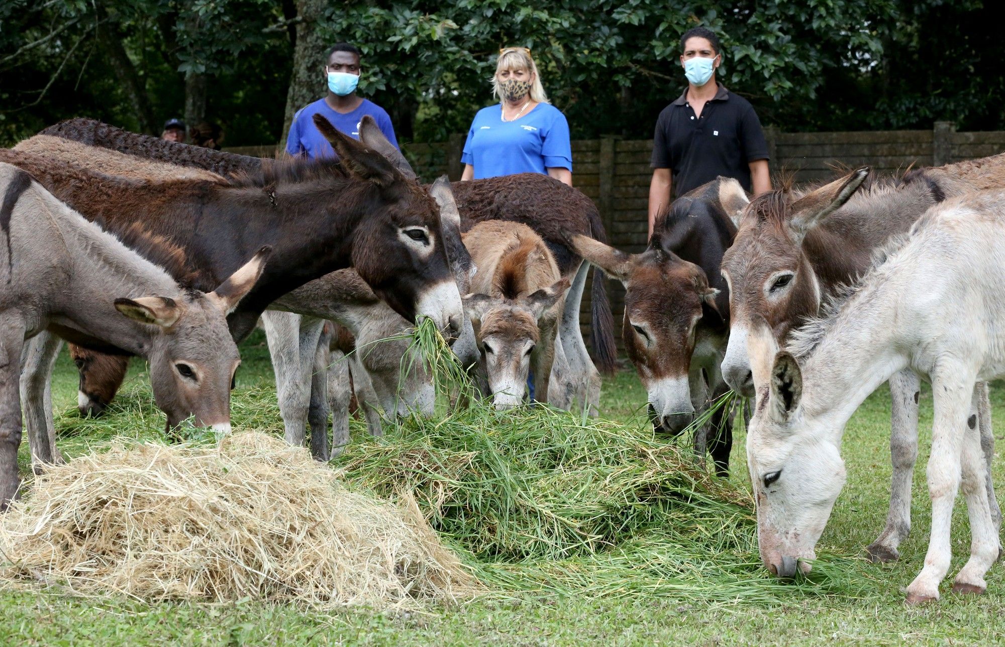 Saved from slaughter. . . . these 120 rescued donkeys given refuge and ...