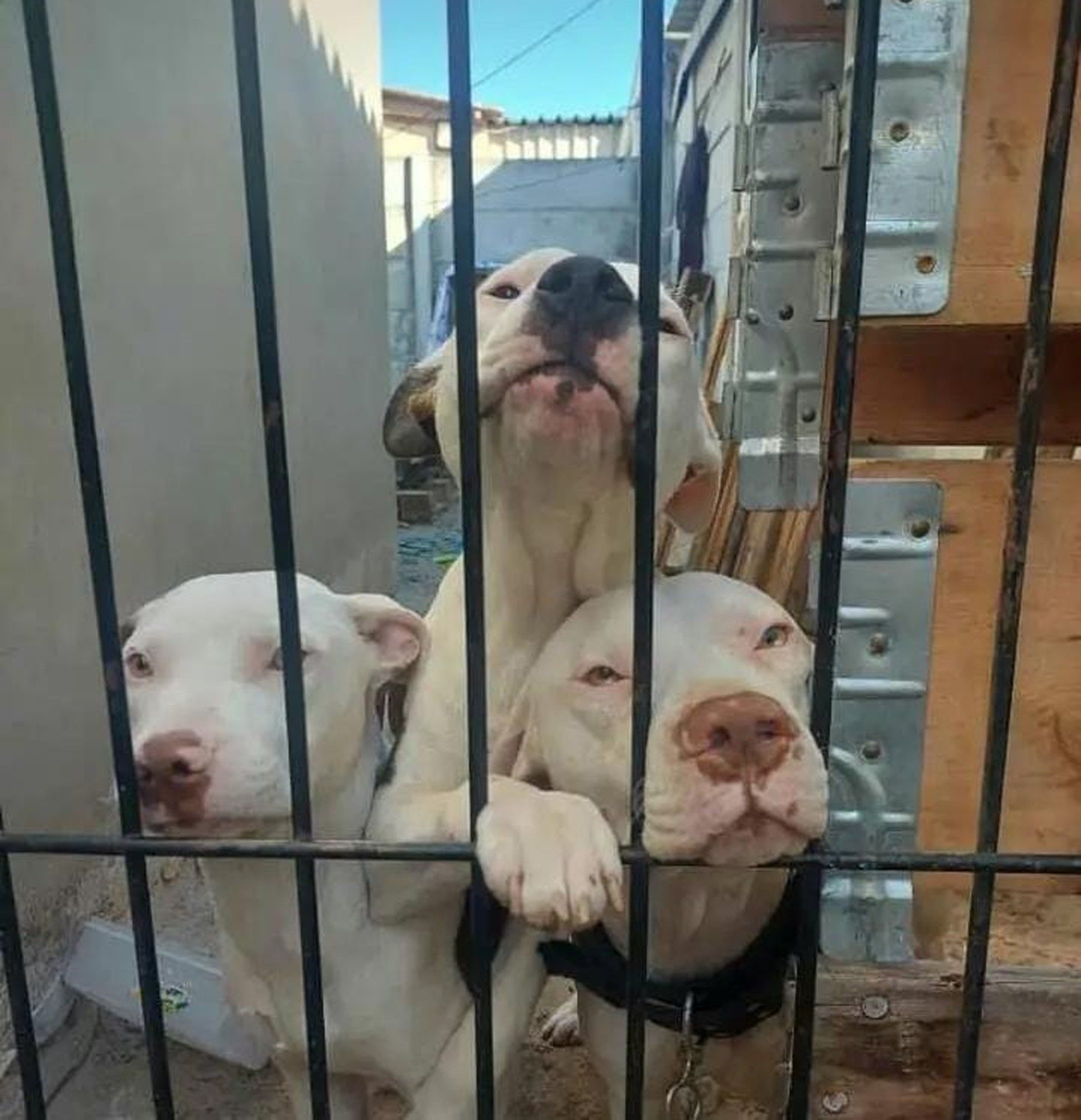 Is it the pits for pit bulls, as NSPCA says often these animals are acquired by irresponsible ...