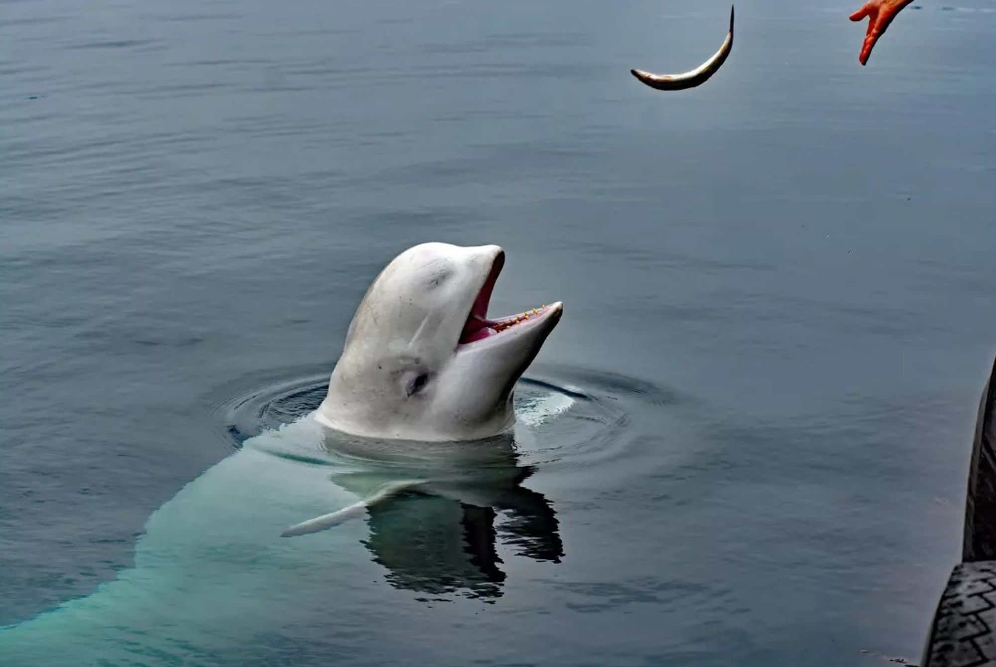 How pigeons, cats, whales and even robotic catfish have acted as spies ...