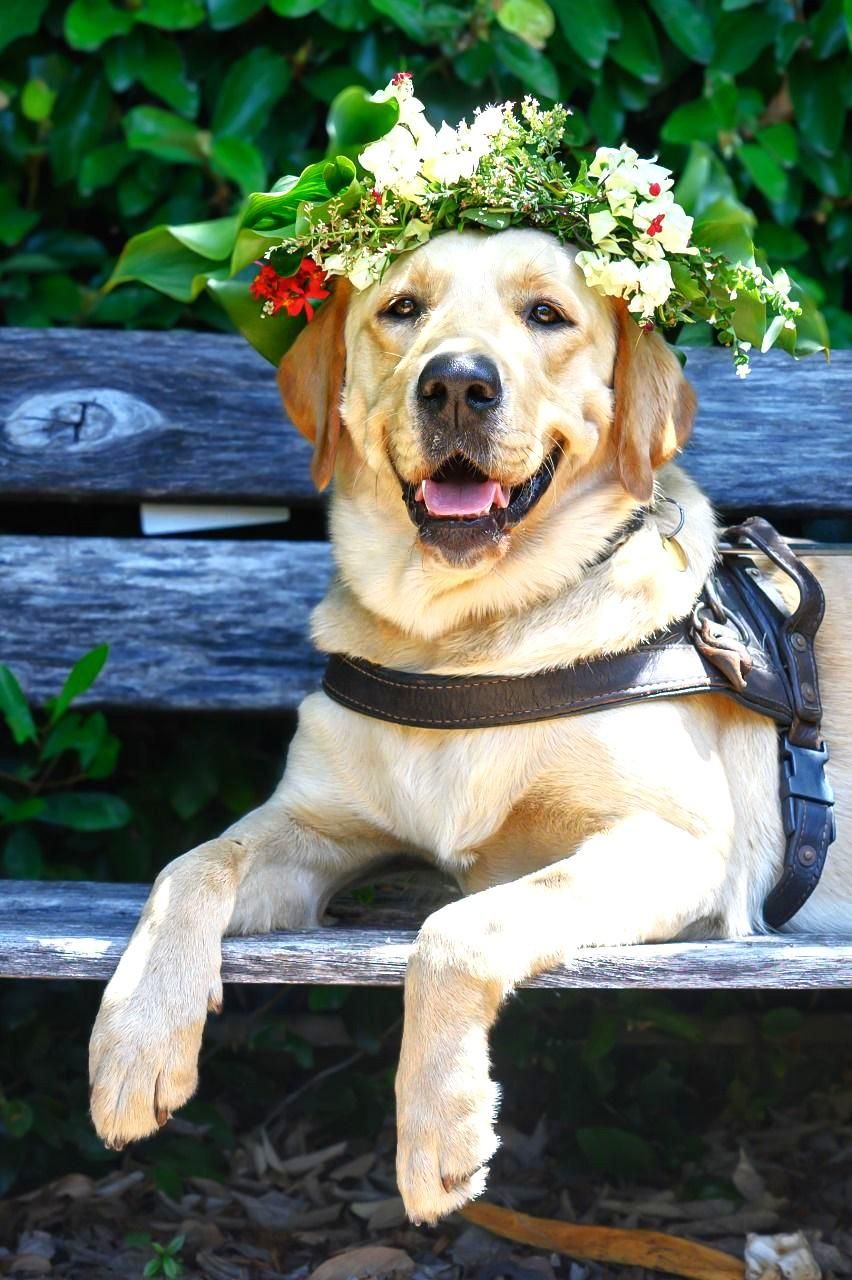 Support the guide dogs in Spring Festival and photo exhibition