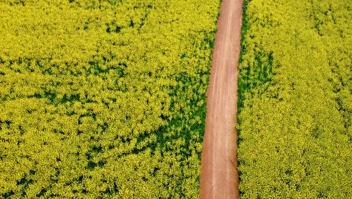 Opinion: Ecological agriculture as a coping mechanism amid pandemics